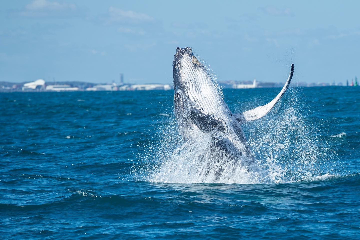 PERTH WHALE WATCHING PRICES 2020 | Whale Watching Tours 2020