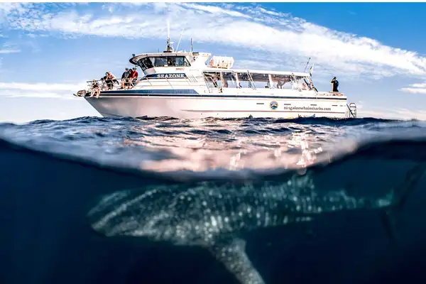 9 BEST WHALE SHARK BOATS IN EXMOUTH | Exmouth Tours